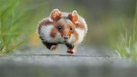 Les Photos Les Plus Drôles Du Monde Animal Ladepechefr