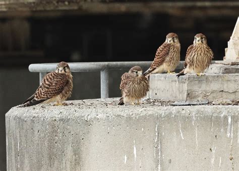 隣の川の黄色橋の野鳥 6月21日撮 黄色橋下チョウゲンボウの五日目の巣立ち眼下岸に飛来 空色鳥撮りⅢ