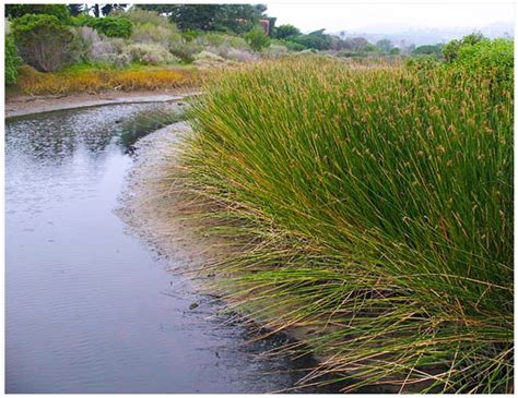 Where Is Hardstem Bulrush Hardstem Bulrush Schoenoplectus Acutus