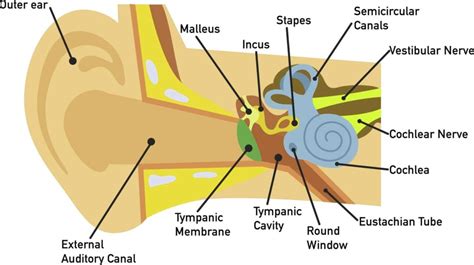 Explanation Anatomy System Human Body Anatomy Diagram And Chart Images