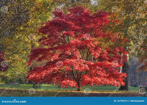 Acer Palmatum Or Japanese Maple Shrub Growing In A Container In Royalty