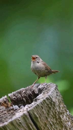 Pin By Suzy🍃 On Nature Criação Divina Video Most Beautiful Birds