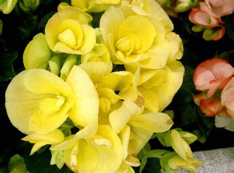 Fênix Plantas E Jardins Plantas Que Florescem No Outono