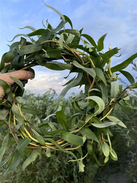 Willow Bunny Treats — Willamettte Willows