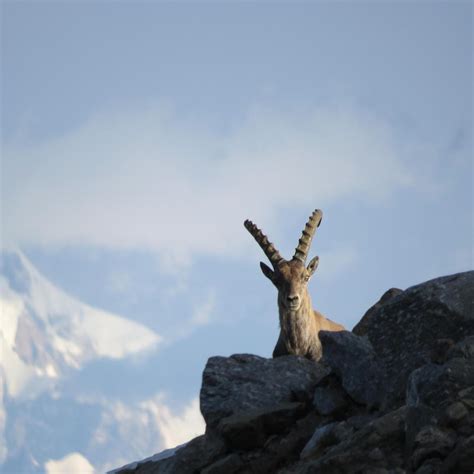 Alpine Ibex Illustration