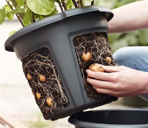 Je Eigen Aardappelen Kweken Ook Zonder Tuin Tuincentrum Pelckmans