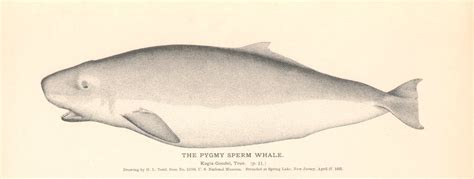 Early Sperm Whale Fossil Uncovered California Academy Of Sciences