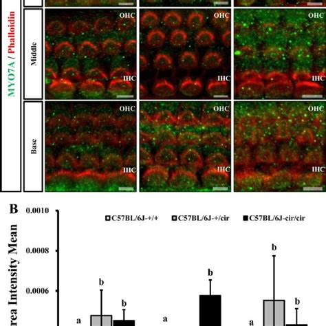 MYO7A Expression In Cochlear Hair Cells At P5 By Whole Mount