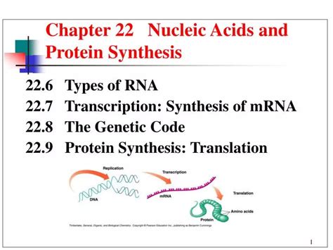 Nucleic Acids And Protein Synthesis Ppt At Timothy Greenwell Blog