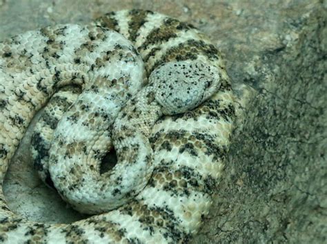 Rattlesnake Head Stock Image Image Of Coil Desert Rock 28927225