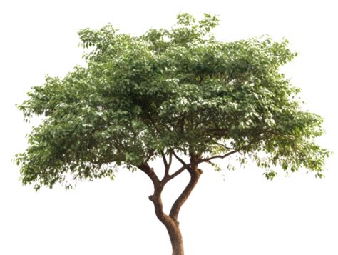 Tree Shadow Pngs For Free Download