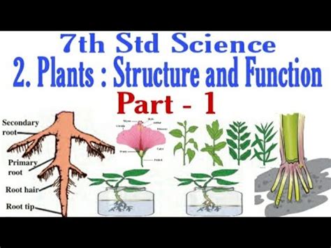 7th Std Science 2 Plants Structure And Function L Part 1 L Explanation