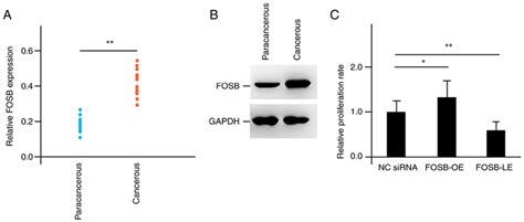 Investigations Of The Functions Of Fosb In Cca A Reverse