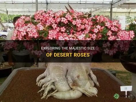 Exploring The Majestic Size Of Desert Roses Shuncy