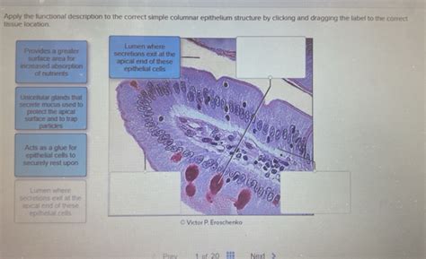 Solved Apply The Functional Description To The Correct Simple Columnar