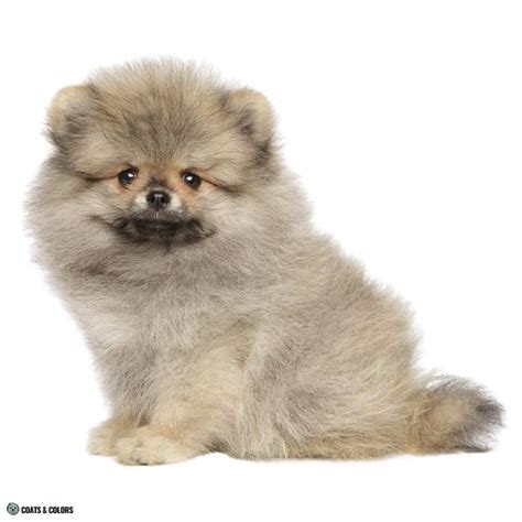 Sable Merle Coats And Colors