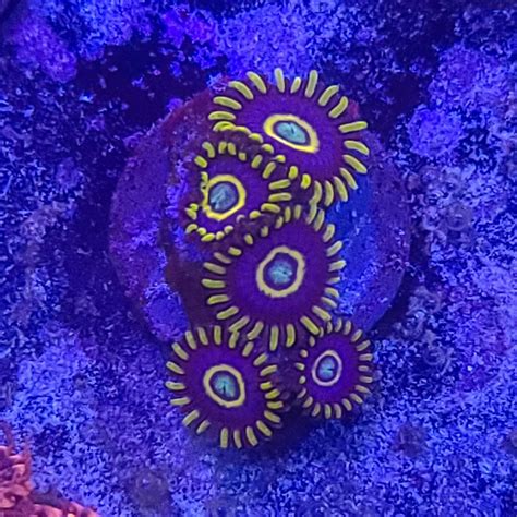 Zoanthid Blue Hornets 022 8f