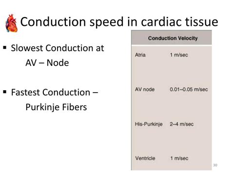 Ppt Electrophysiology Conduction System Of Heart Powerpoint