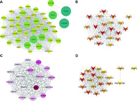 Diagram Of Ppi Networks The Balls Represent The Gene Nodes The Download Scientific Diagram
