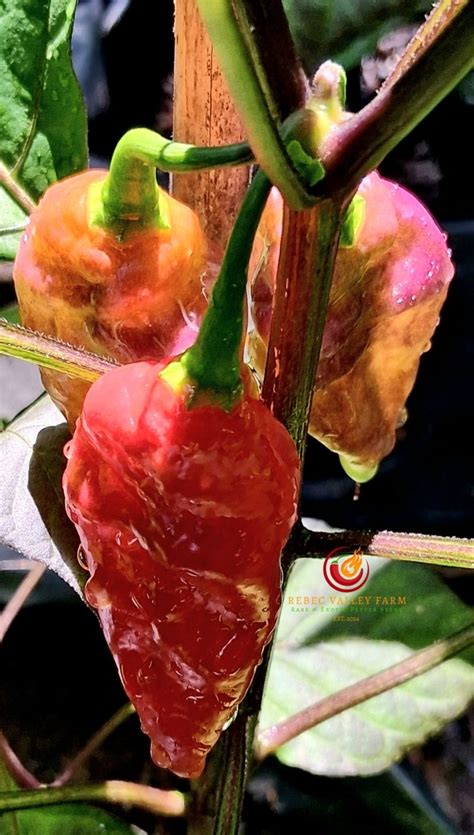 Fox Purple Ghost Gnarly Ruby Pepper Rebec Valley Farm