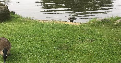 Turtle Album On Imgur