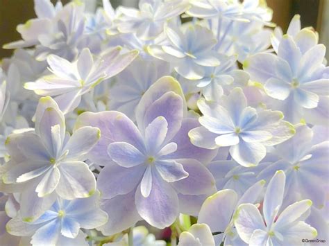 夏に咲く花の名前一覧！夏の花の名前と種類を徹底解説 Horti By Greensnap