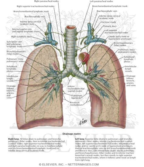 Thoracic Duct Netter Gross Anatomy Of The Thyroid And Surroundings