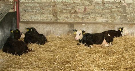 Several Small Calves Are Lying On Straw In The Cowshed Livestock Farm