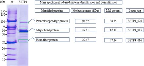 Sds Page Analysis And Lcms Ms Protein Identification Green Box Of