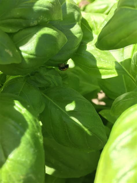 Ladybug Zombie 🧟‍♀️🐞i Found This Ladybug Over A Cocoon On My Basil