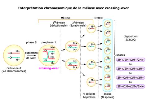 Image t t202i04 Interprétation chromosomique de la méiose avec