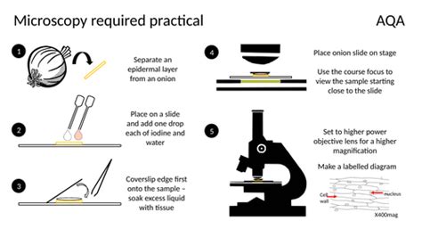 Aqa Microscopy Required Practical Visual Method Teaching Resources