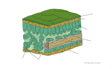 Leaf Structure Diagram Quizlet