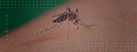 Estamos Ante Un Brote Histórico De Dengue Atsa