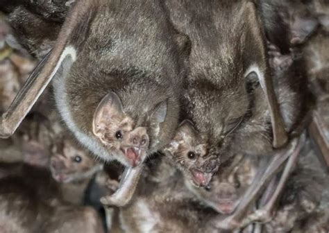 Vampire Bat Facts Animalbehaviorcorner