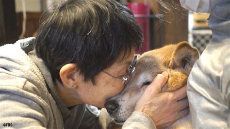“命の最期の輝き”のため献身的に老犬に寄り添う施設の1年にわたる密着取材。｜fbsジゃーナル｜fbs福岡放送