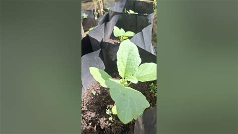 Kebun Miniku Tanaman Terong Tumbuh Subur Farming Garden Plants Youtube