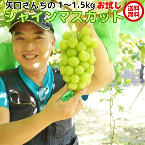 お試し 訳あり シャインマスカット 約1～15kg ブドウ ぶどう 葡萄 お取り寄せ フルーツ グルメ 送料無料 茨城県産 茨城県のこだわり