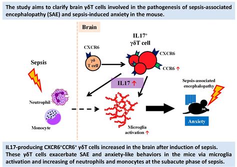 Increased Interleukin 17 Producing γδt Cells In The Brain Exacerbate