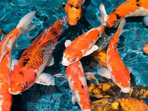 Koi Fish Sex Identification How To Tell If Your Koi Are Male Or Female