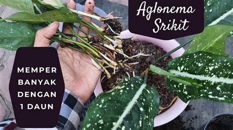 Cara Memperbanyak Aglaonema Srikit Dengan 1 Daun Aglaonema Kebuncilik