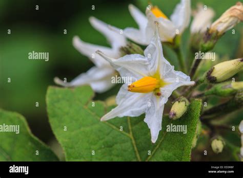 Flower Of Eggplant White Wild Eggplant Flowers Blooming In Nature