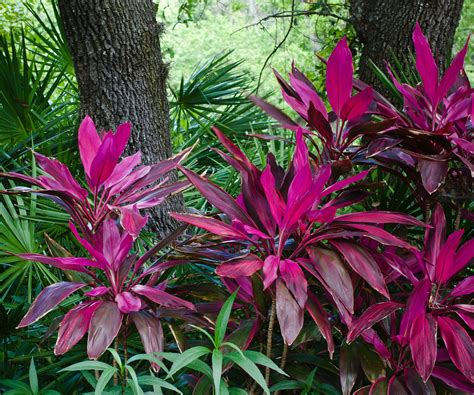 Hawaiian Ti Plant Cold Hardiness Taft Independent