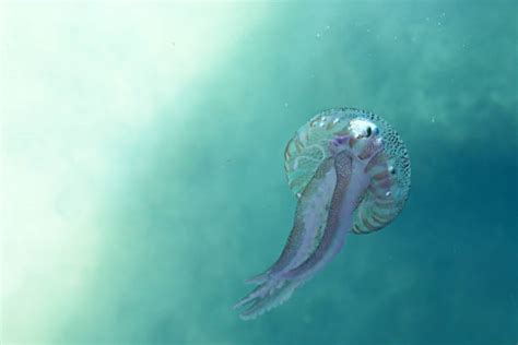 유령해파리 스톡 사진 및 일러스트 Istock
