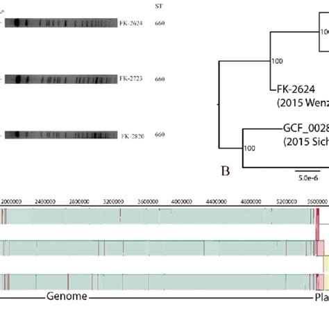 Omp Analysis From The K Pneumoniae Strains Extracts Prepared From The
