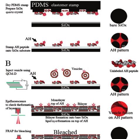 Schematic Overview Of Experimental Strategy And Microcontact Printing Download Scientific