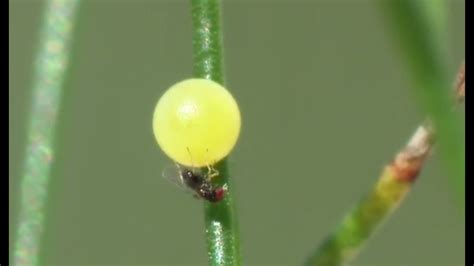 Trichogramma Chilonis Life Cycle
