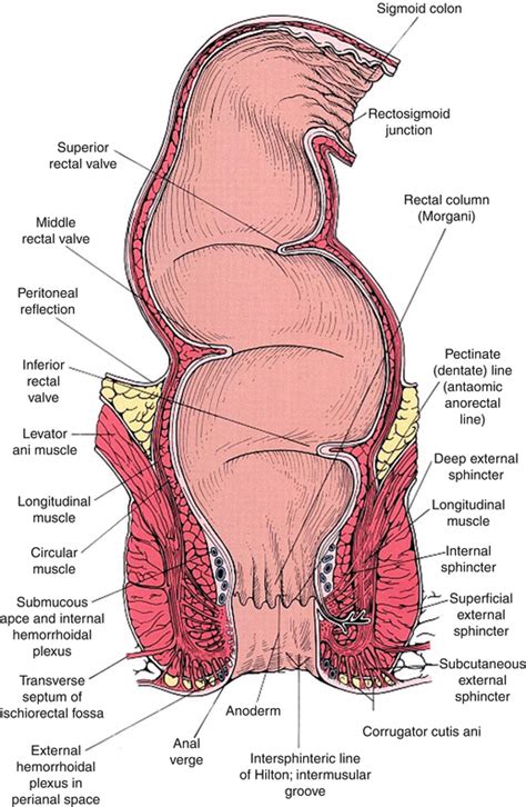 Normal Anal Sphincter