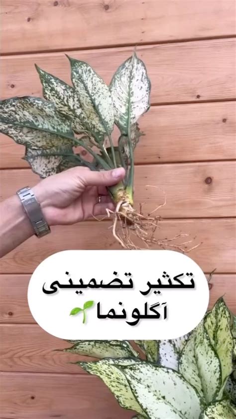 ‎گیاهان آپارتمانی🌱‎ ‎کپشن رو حتما بخون👇 نکته ی مهم جالب اینکه با این روش هایی که گفتم هر نوع