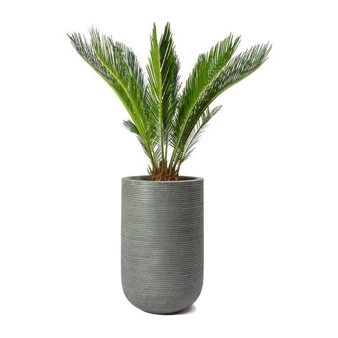 Cycas Revoluta Sago Palm Quality Indoor Plants Hortology Hortology